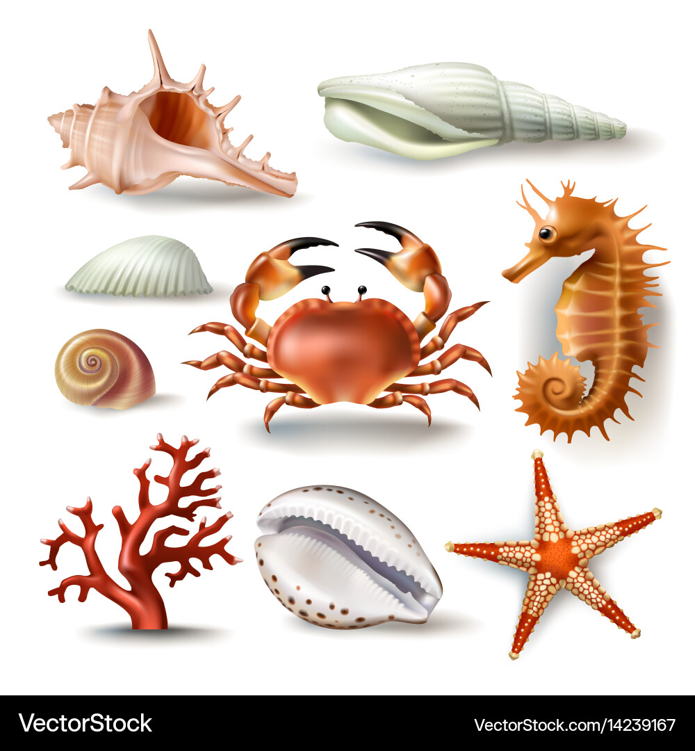 Ocean Shells and Coral Collection Royalty Free Vector Image