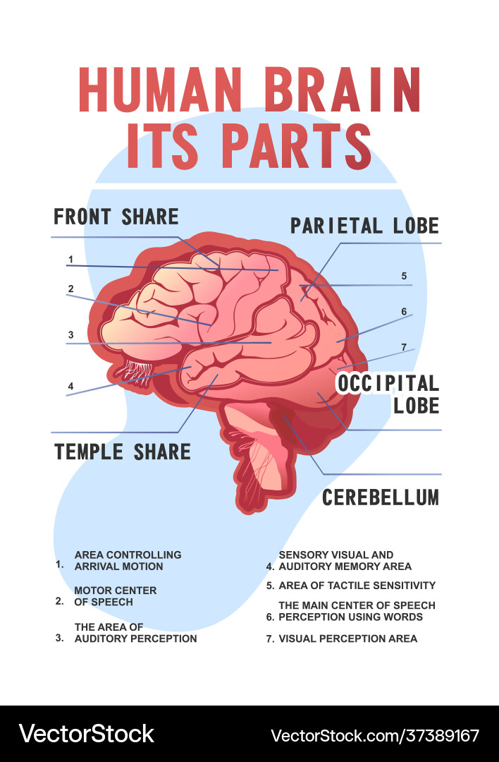 Parts brain educational scheme Royalty Free Vector Image