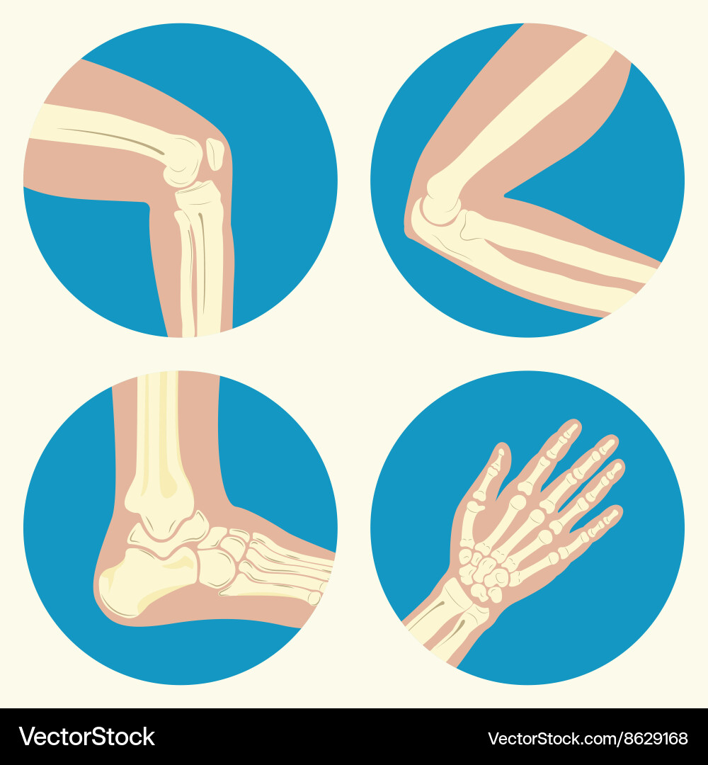 Set of human joints Royalty Free Vector Image - VectorStock