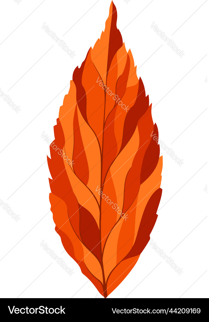 Ash-tree leaf Royalty Free Vector Image - VectorStock