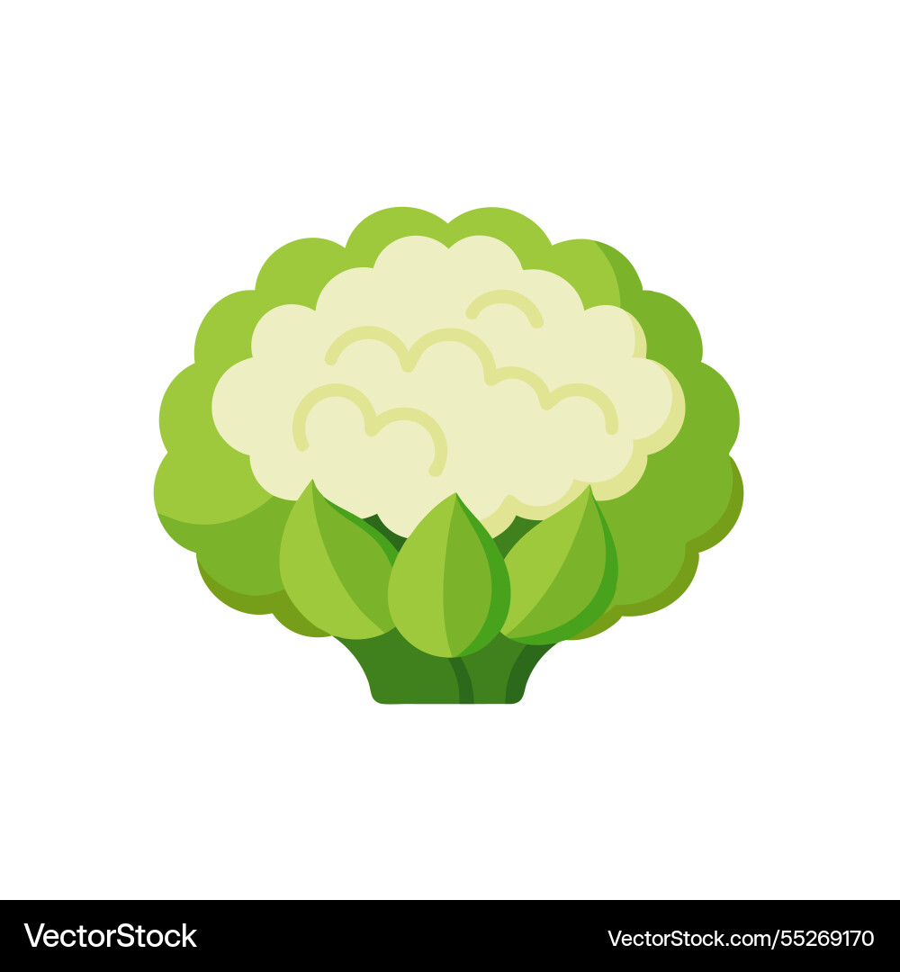 Cauliflower isolated flat on white background Vector Image