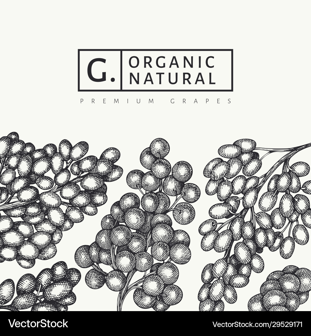 Grape design template hand drawn berry Royalty Free Vector