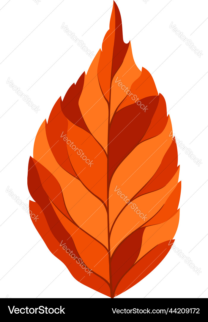 Ash-tree leaf Royalty Free Vector Image - VectorStock