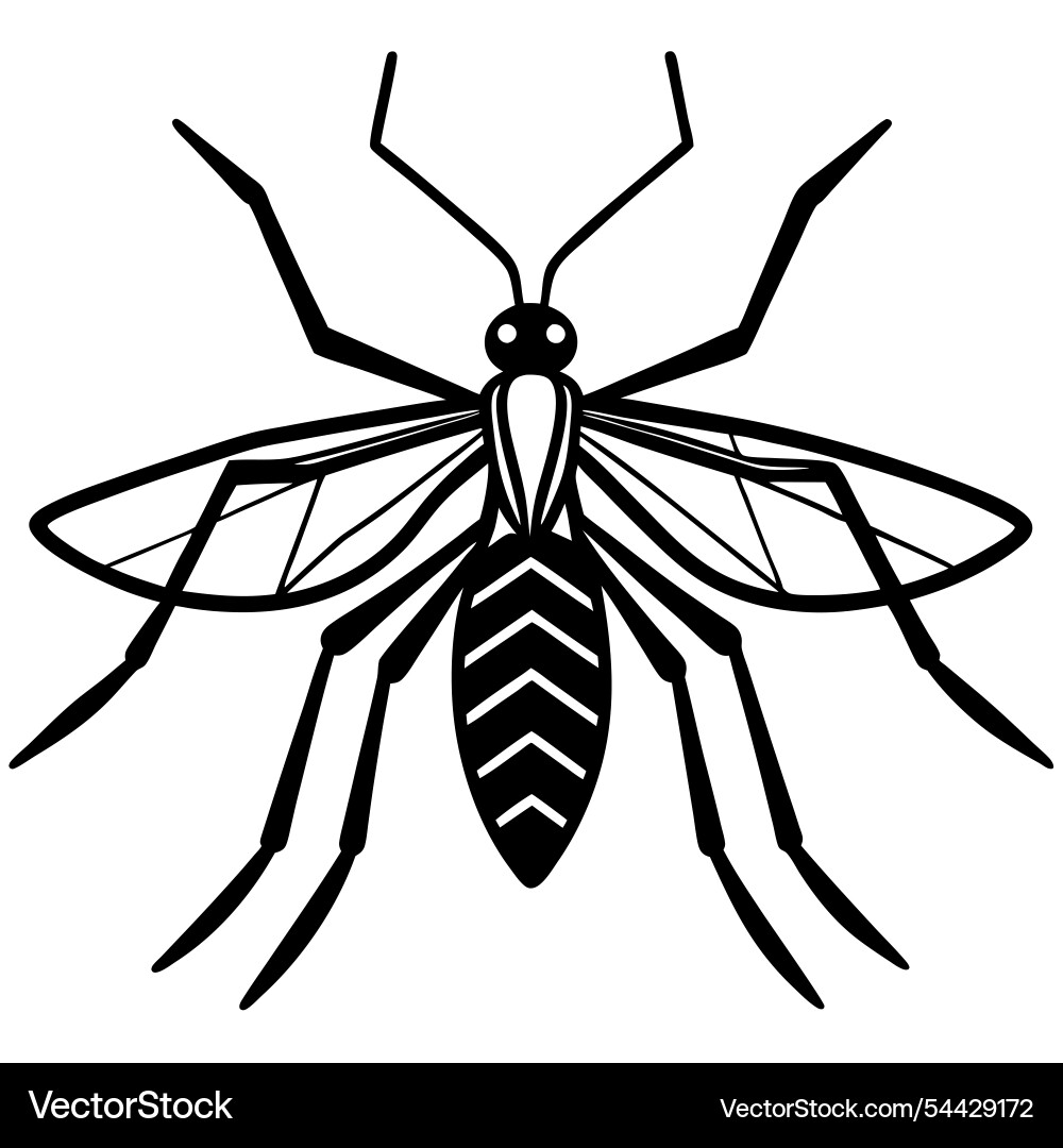 Water strider insect flat on white background Vector Image
