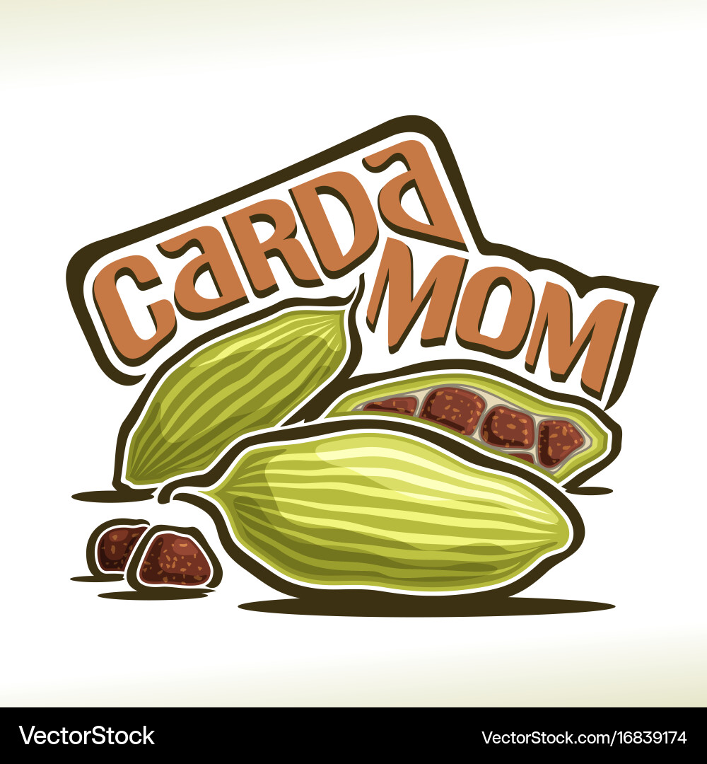 Cardamom Royalty Free Vector Image - VectorStock