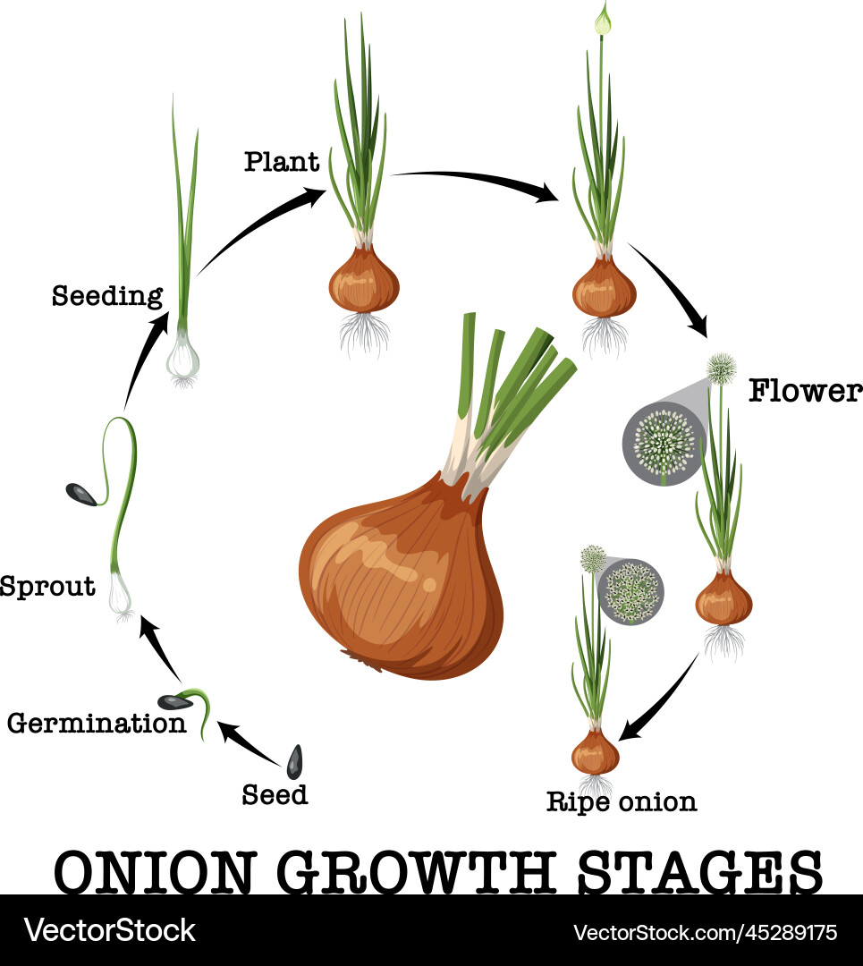 Diagram showing onion life cycle Royalty Free Vector Image