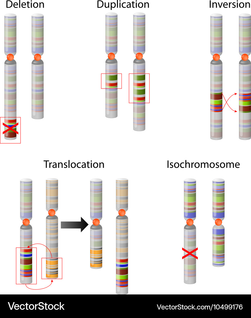 Chromosome mutation Royalty Free Vector Image - VectorStock