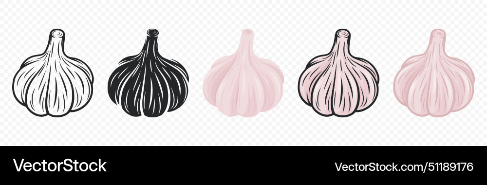 Garlic bulb icon set closeup isolated Royalty Free Vector