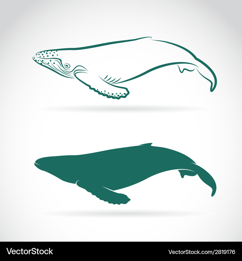 Image of whale Royalty Free Vector Image - VectorStock