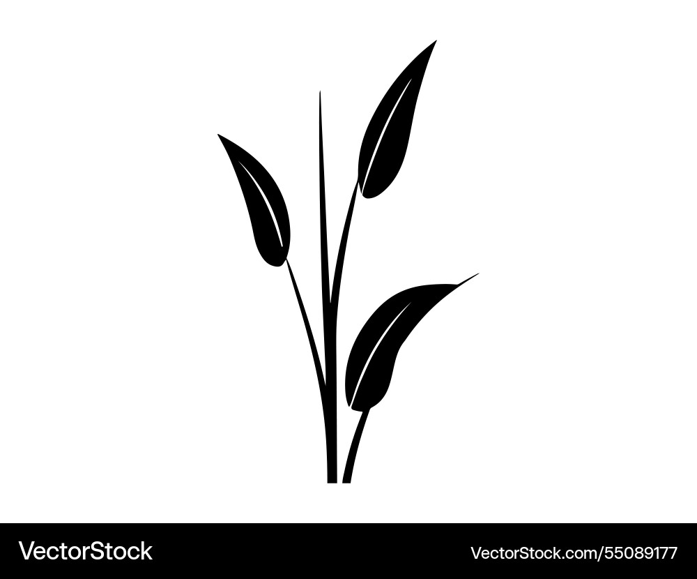 Paddy plants silhouette design Royalty Free Vector Image