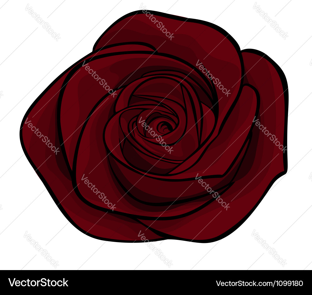 Beautiful maroon roses alone isolated on a white b