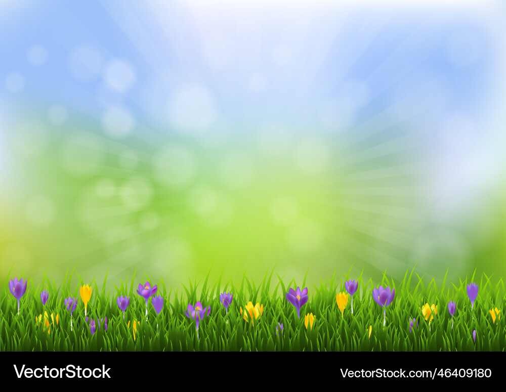 Green grass and crocus border with nature Vector Image