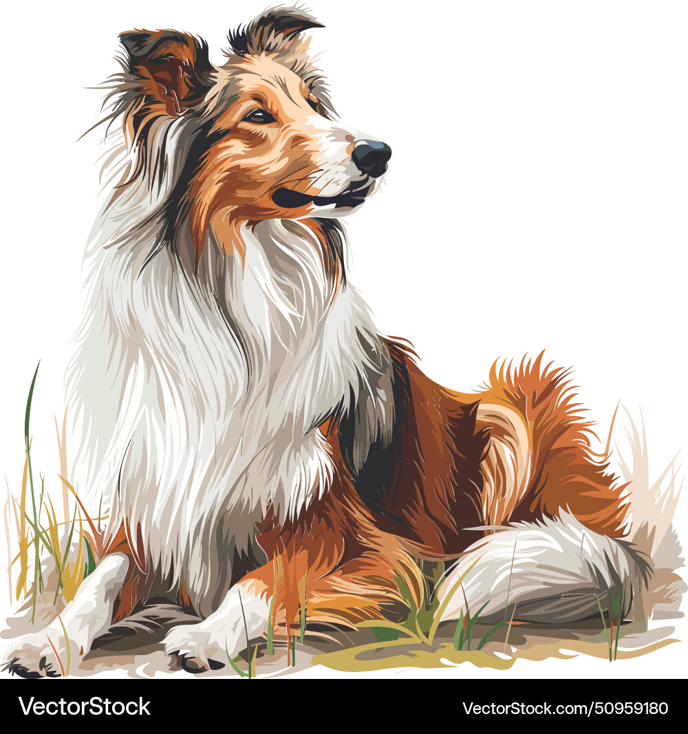 Rough collie dog adorable art Royalty Free Vector Image