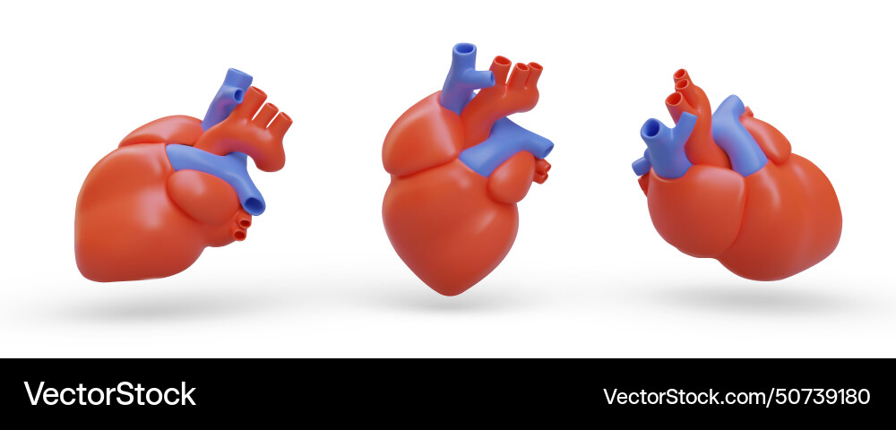 Set of realistic anatomically correct hearts Vector Image
