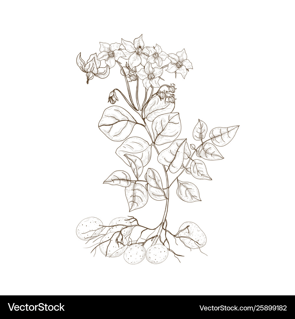 Monochrome outline drawing potato plant Royalty Free Vector