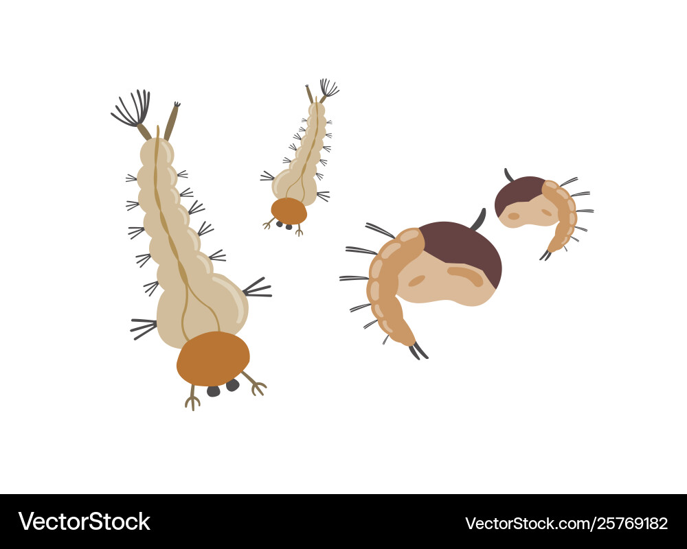 Mosquito larva isolated on white background Vector Image