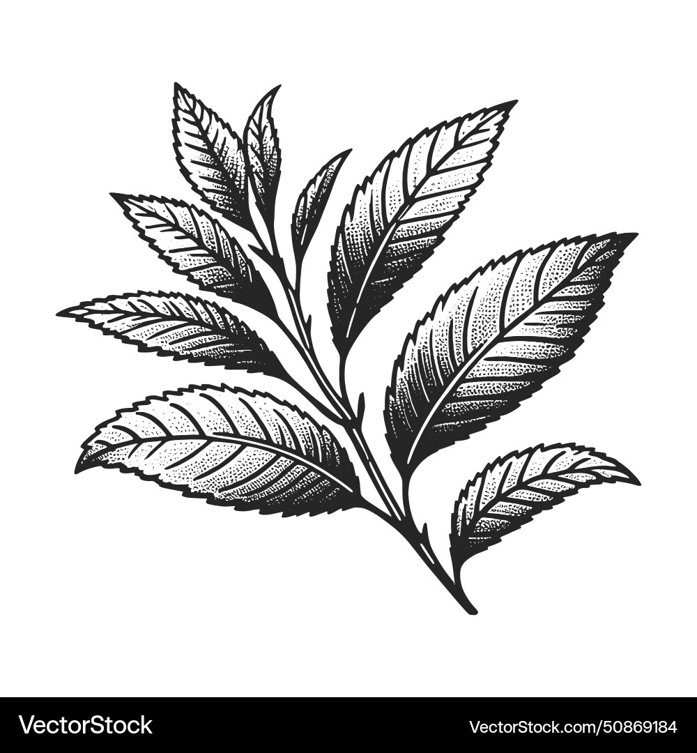 Tea branch engraving line art Royalty Free Vector Image