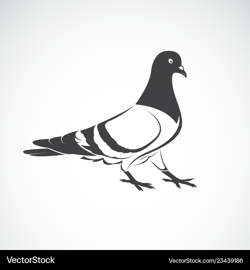 Pigeon design on white background bird icon Vector Image