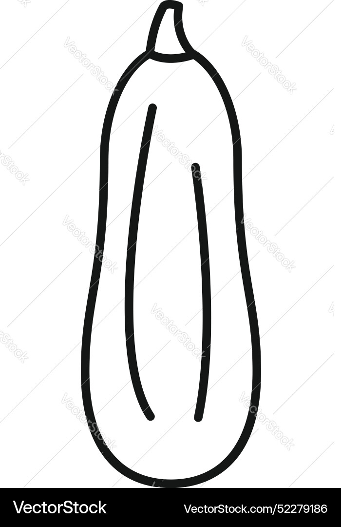 Whole zucchini squash line art drawing depicting Vector Image