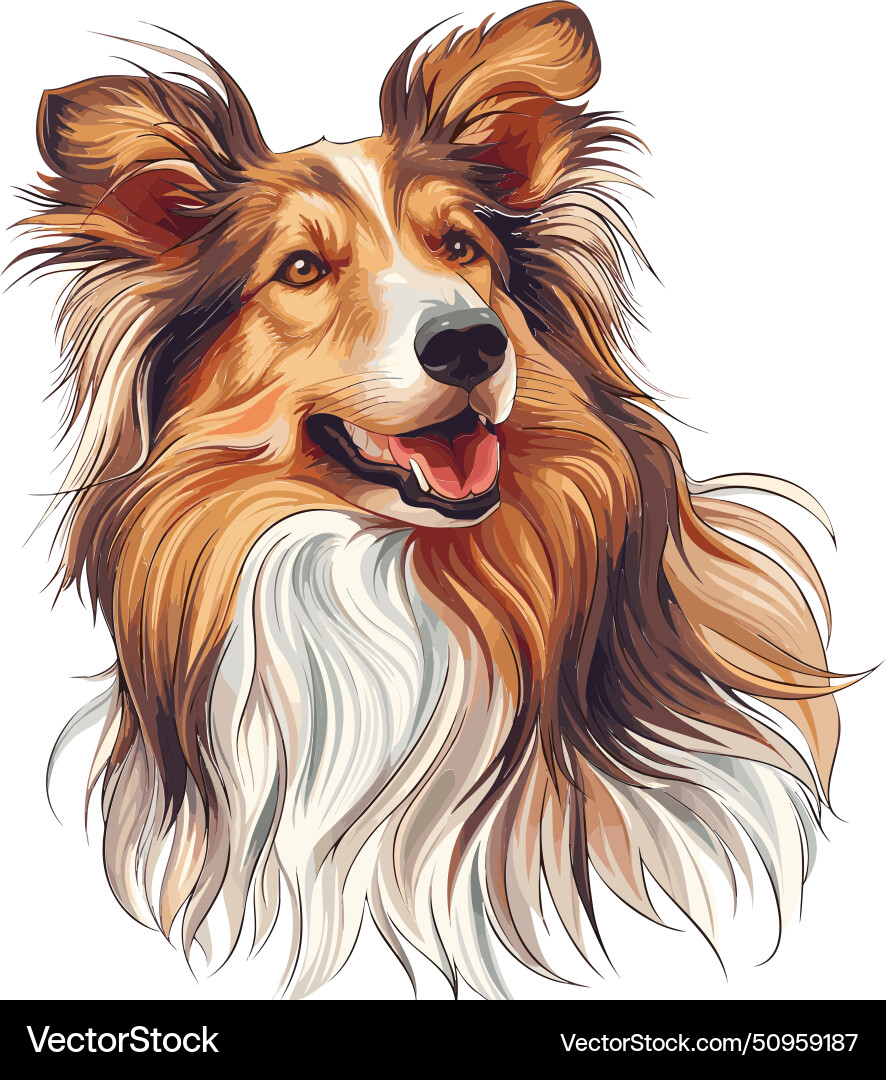 Rough collie dog adorable art Royalty Free Vector Image