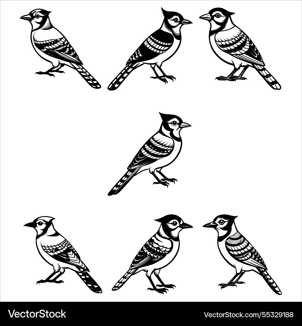 Blue jay bird Royalty Free Vector Image - VectorStock