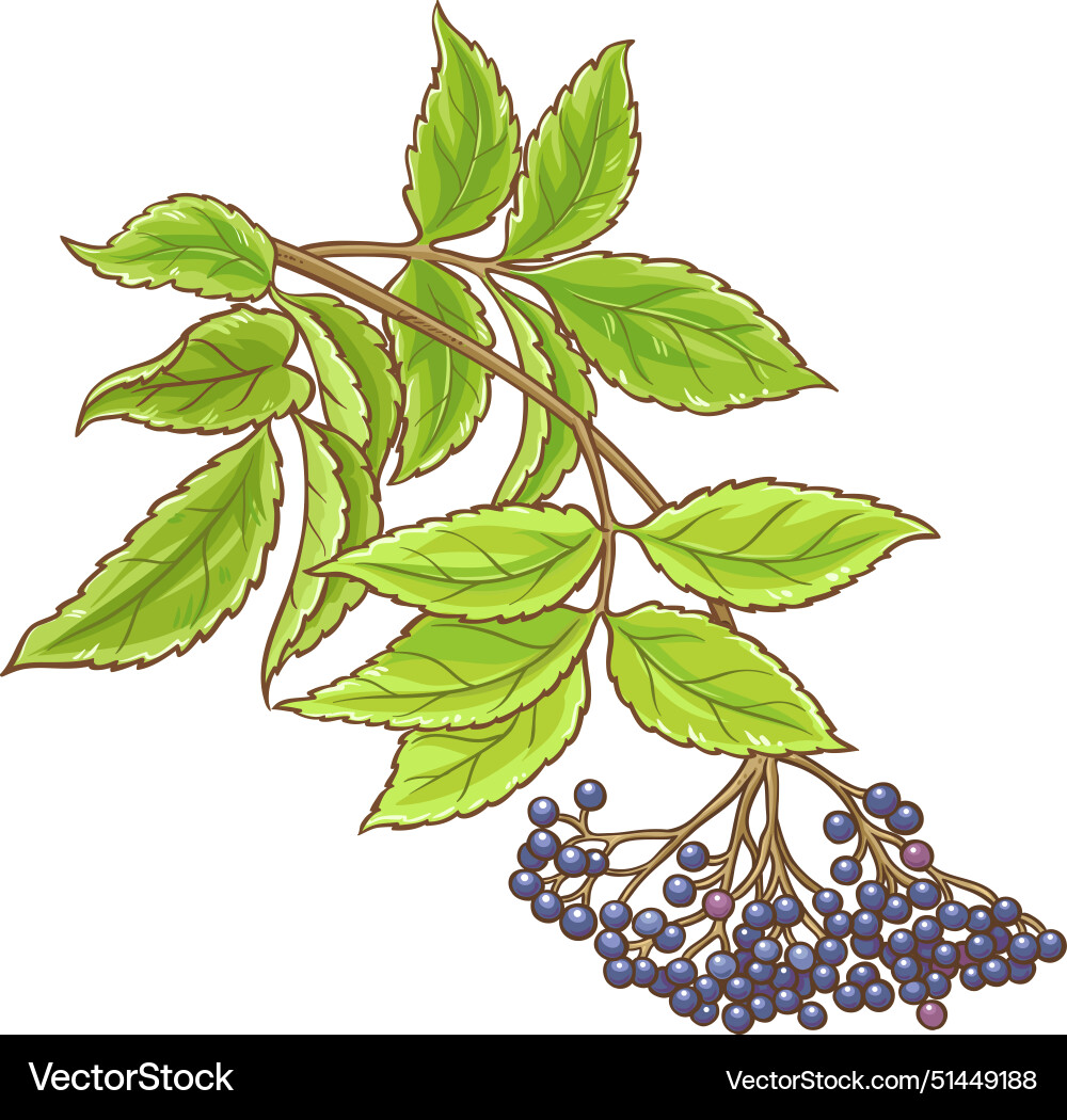 Elderberry branch colored detailed Royalty Free Vector Image