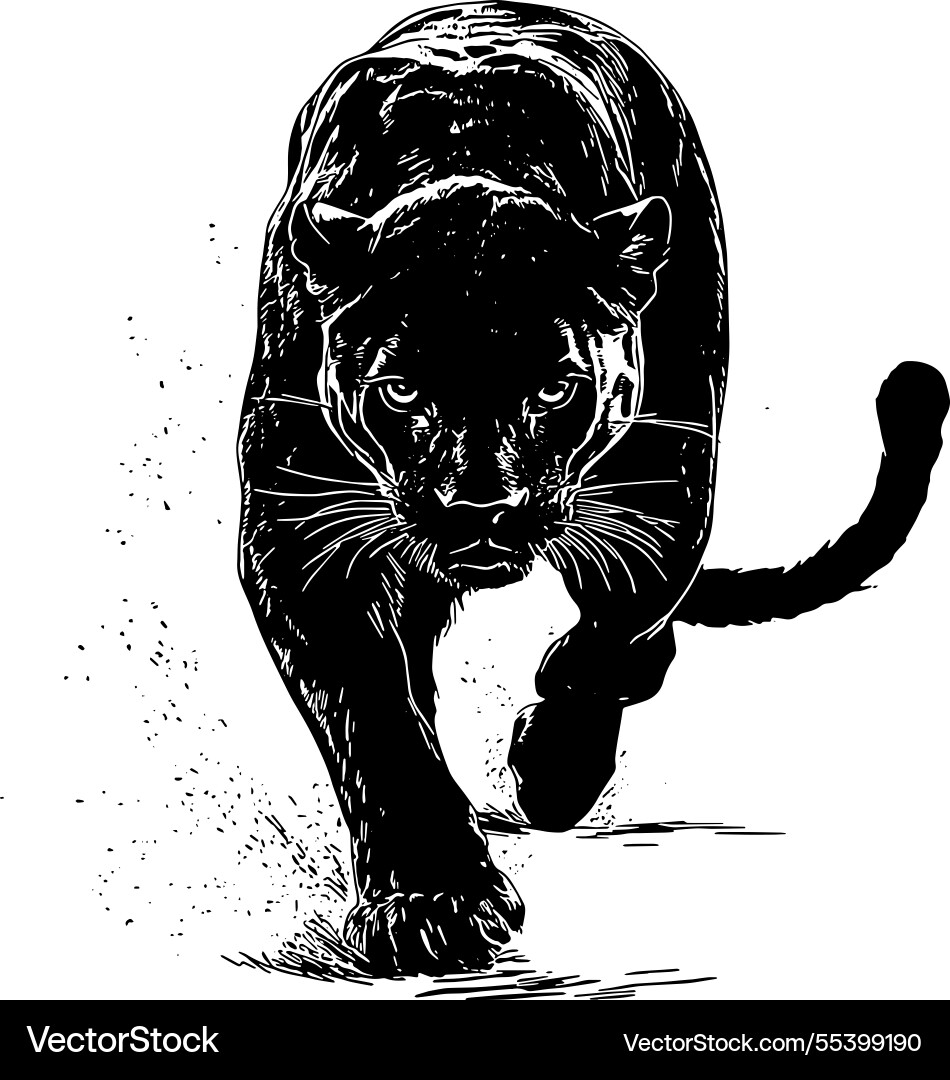 Black panther stalking Royalty Free Vector Image