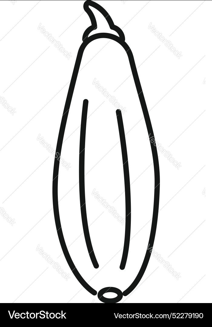 Zucchini squash line drawing showing healthy Vector Image