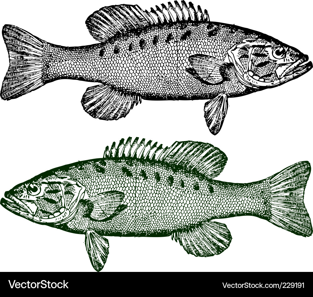 Smallmouth bass fish Royalty Free Vector Image