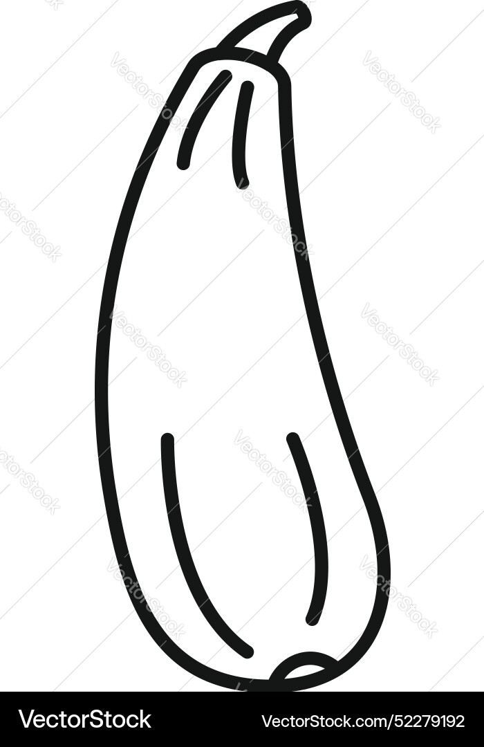 Fresh zucchini squash line art drawing depicting Vector Image
