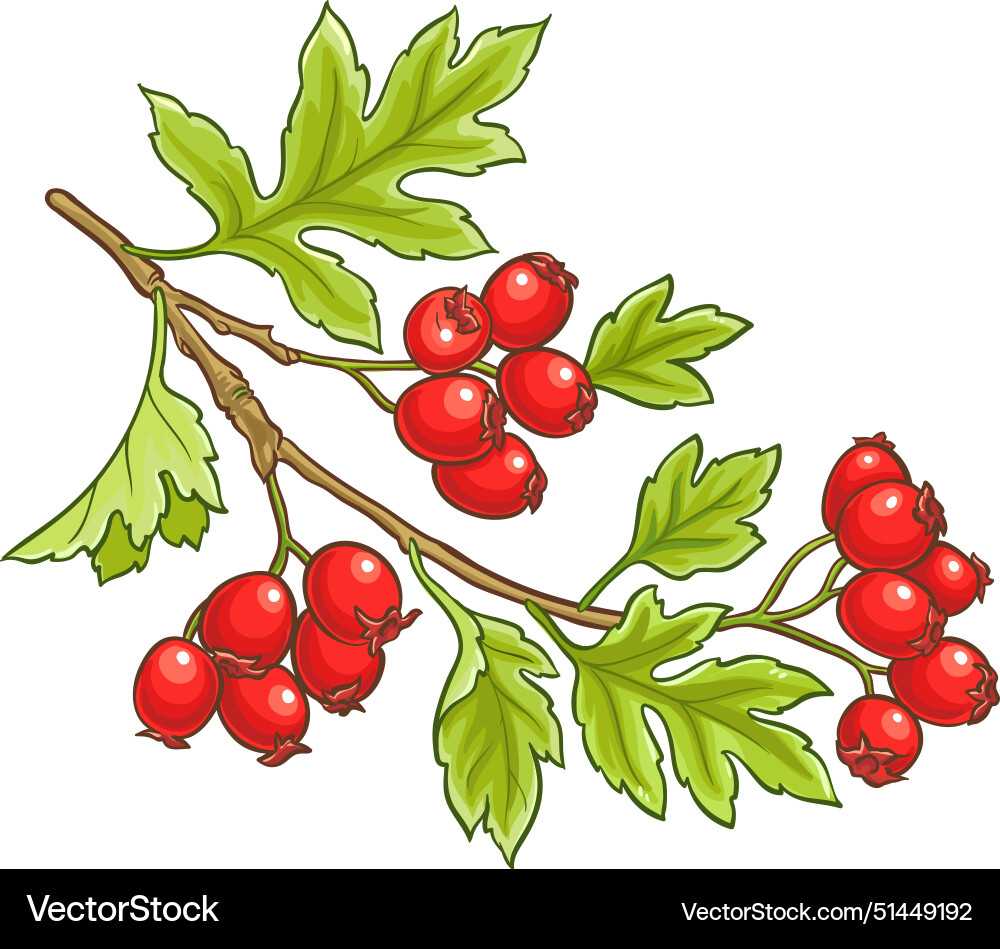 Hawthorn branch colored detailed Royalty Free Vector Image
