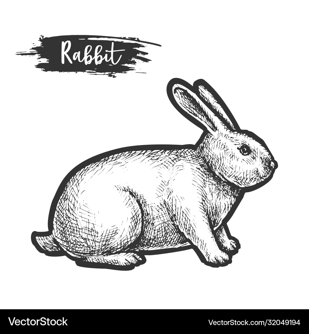 Hand-Drawn Rabbit Sketch Royalty Free Vector Image