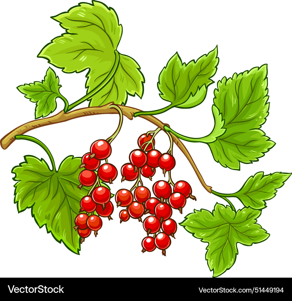 Red currant branch colored detailed Royalty Free Vector