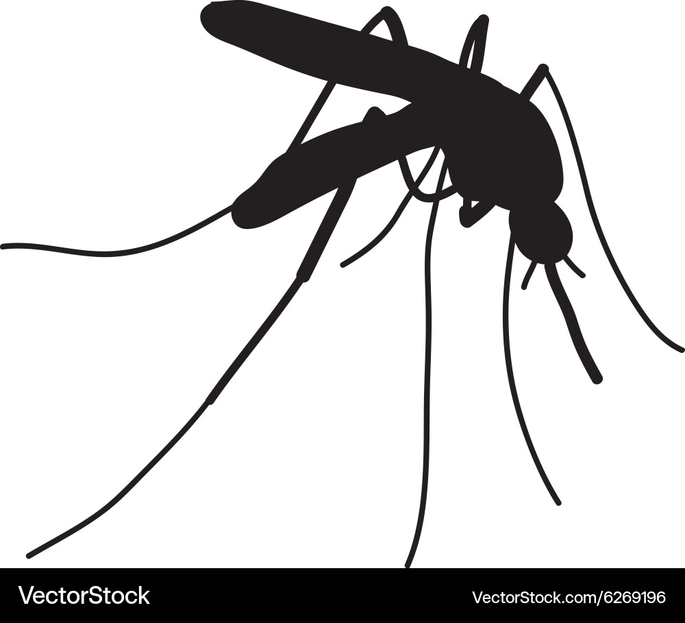 Mosquito a realistic Royalty Free Vector Image