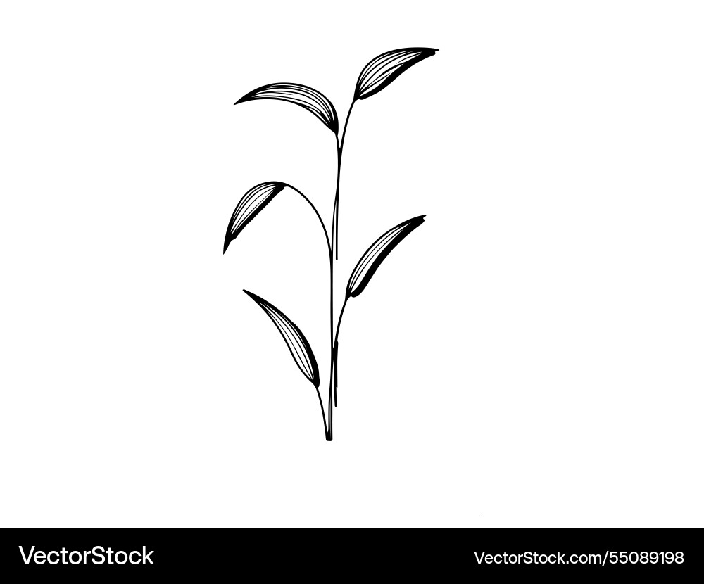 Rice plant silhouette Royalty Free Vector Image