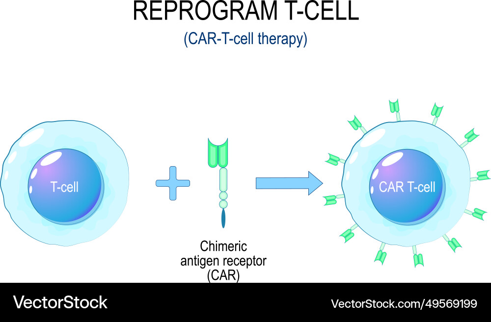 T Cell Activation Vector Images (41)