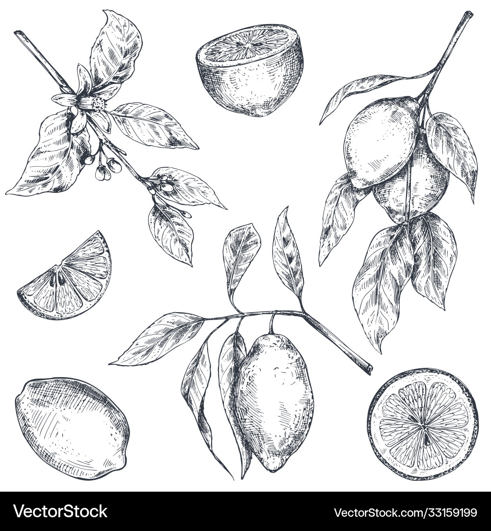 Collection hand drawn fresh lemon tree Royalty Free Vector