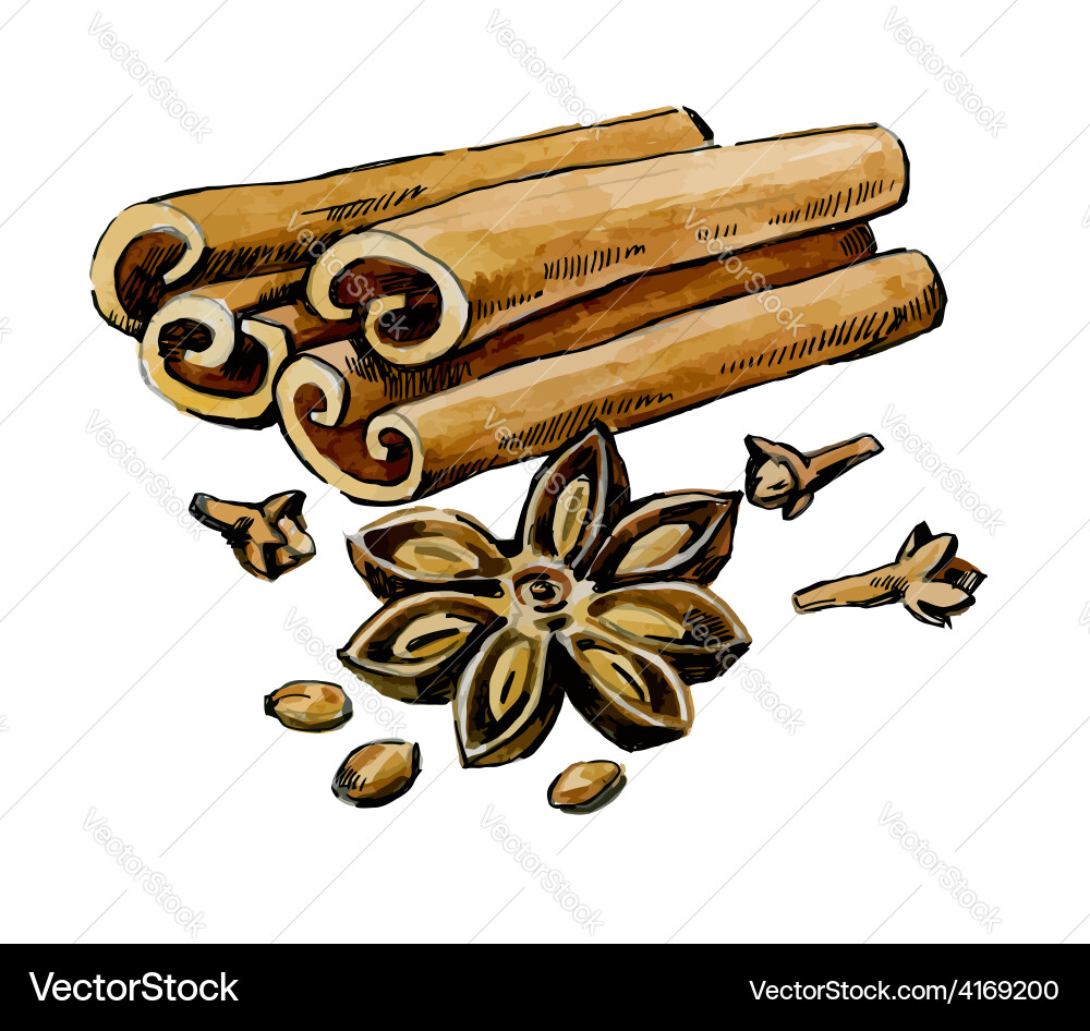 Cinnamon Royalty Free Vector Image - VectorStock