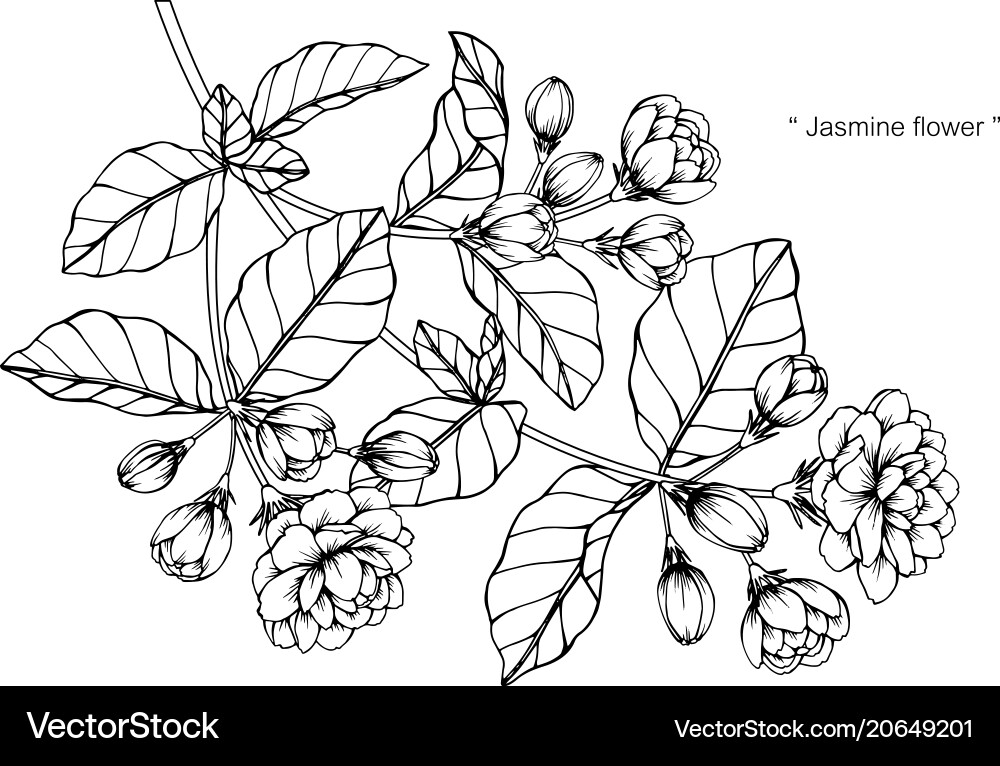 Jasmine flower drawing Royalty Free Vector Image