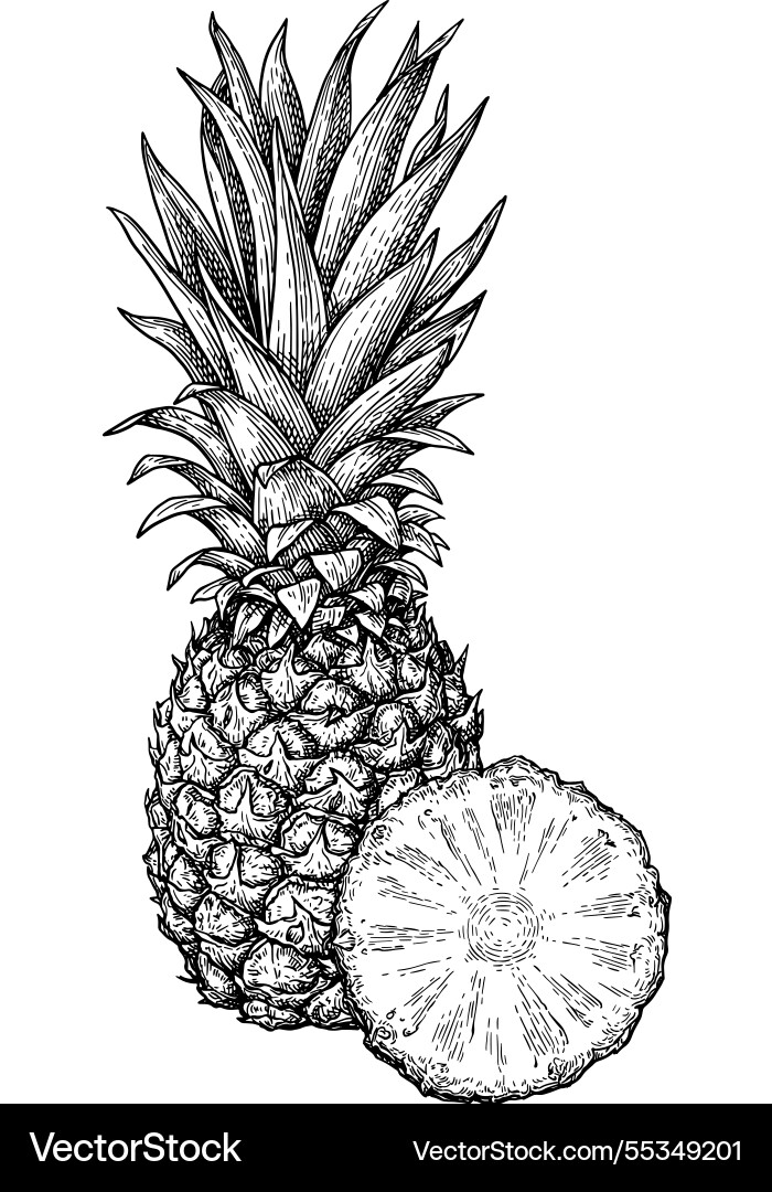 Pineapple ink sketch Royalty Free Vector Image