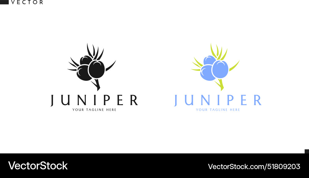 Juniper with leaves logo Royalty Free Vector Image