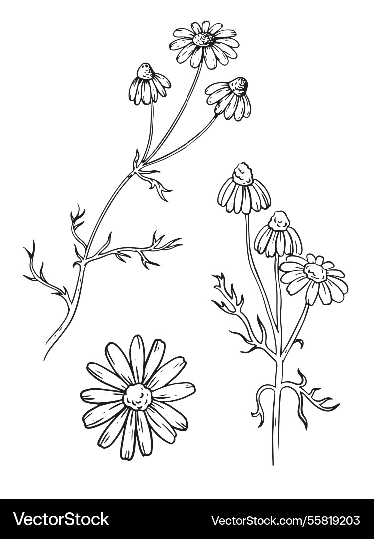 Linear chamomile drawing medicative herb Vector Image