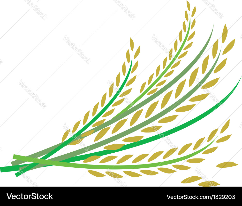 Rice design Royalty Free Vector Image - VectorStock