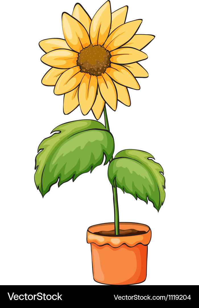 A flower plant in pot Royalty Free Vector Image