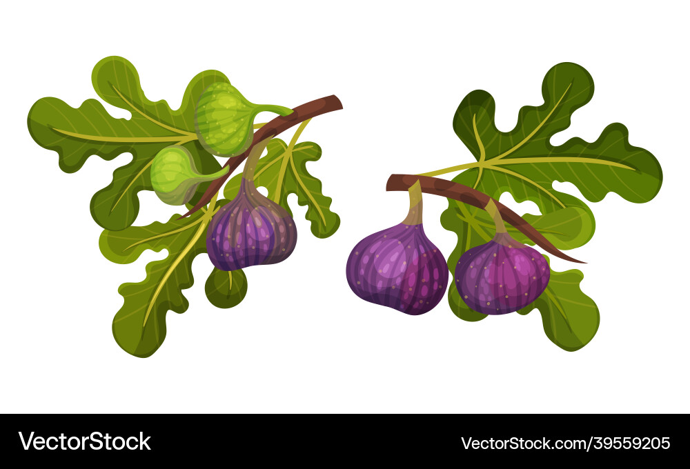 Figs tree branches with green leaves and ripe Vector Image