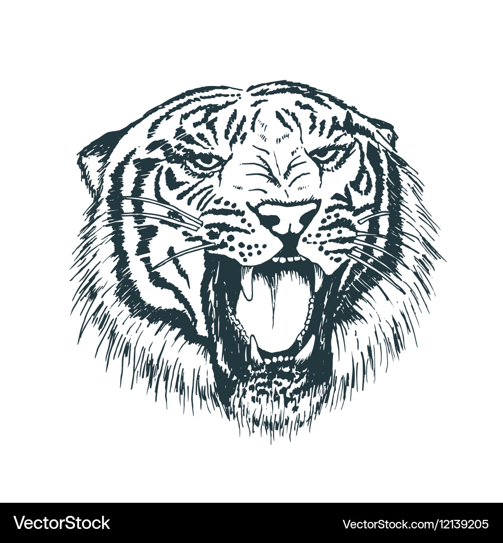 Tiger Portraithand gezeichneter Stil Lizenzfreier Vektor