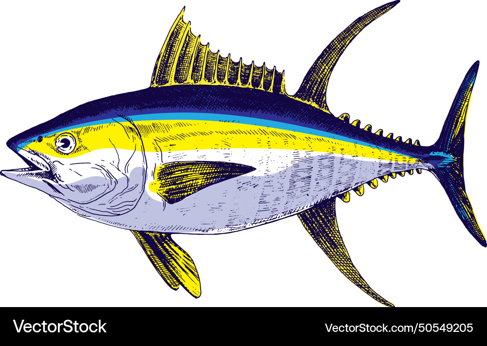 Tuna yellowfin fish collection Royalty Free Vector Image