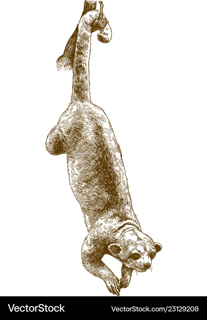 Engraving of kinkajou Royalty Free Vector Image