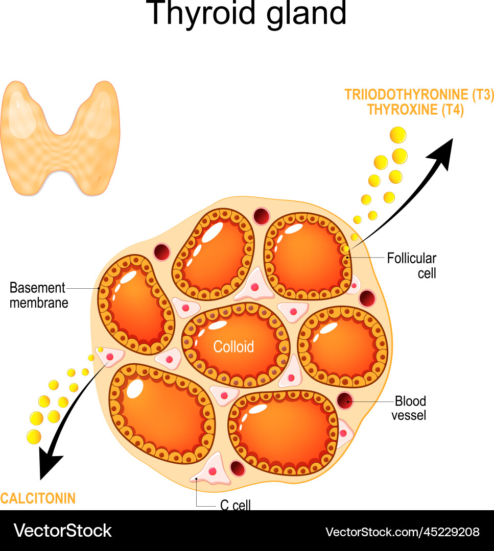 Thyroid gland anatomy and physiology Royalty Free Vector