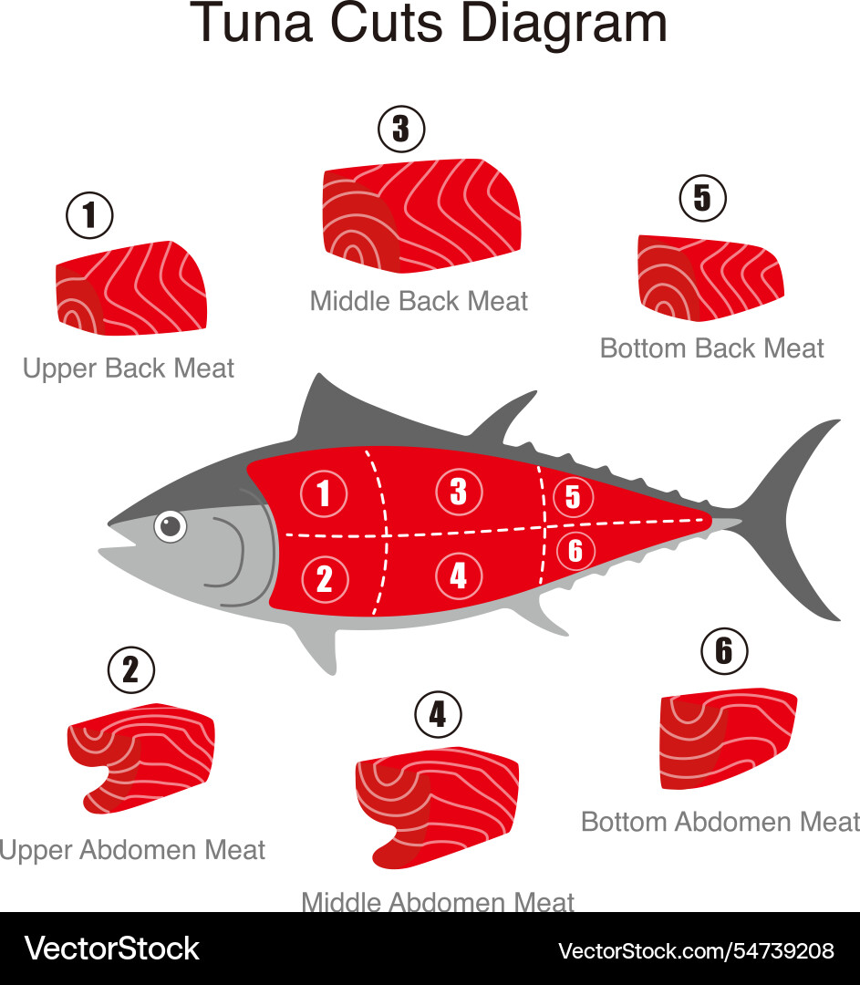 Tuna fish cuts diagram Royalty Free Vector Image